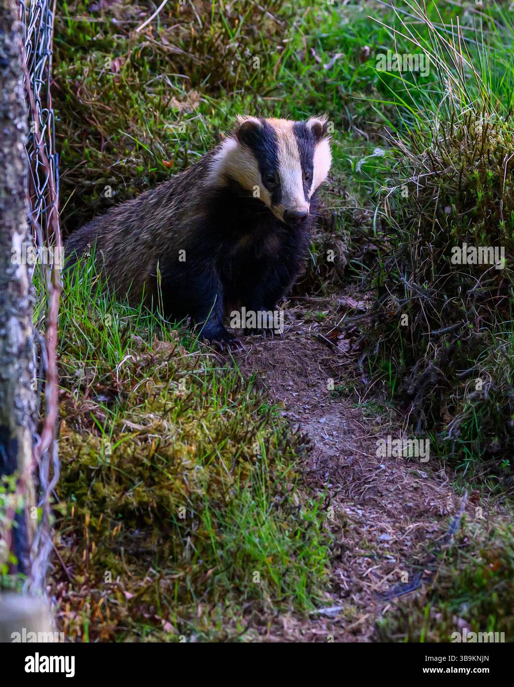 Uk badger hi-res stock photography and images - Alamy