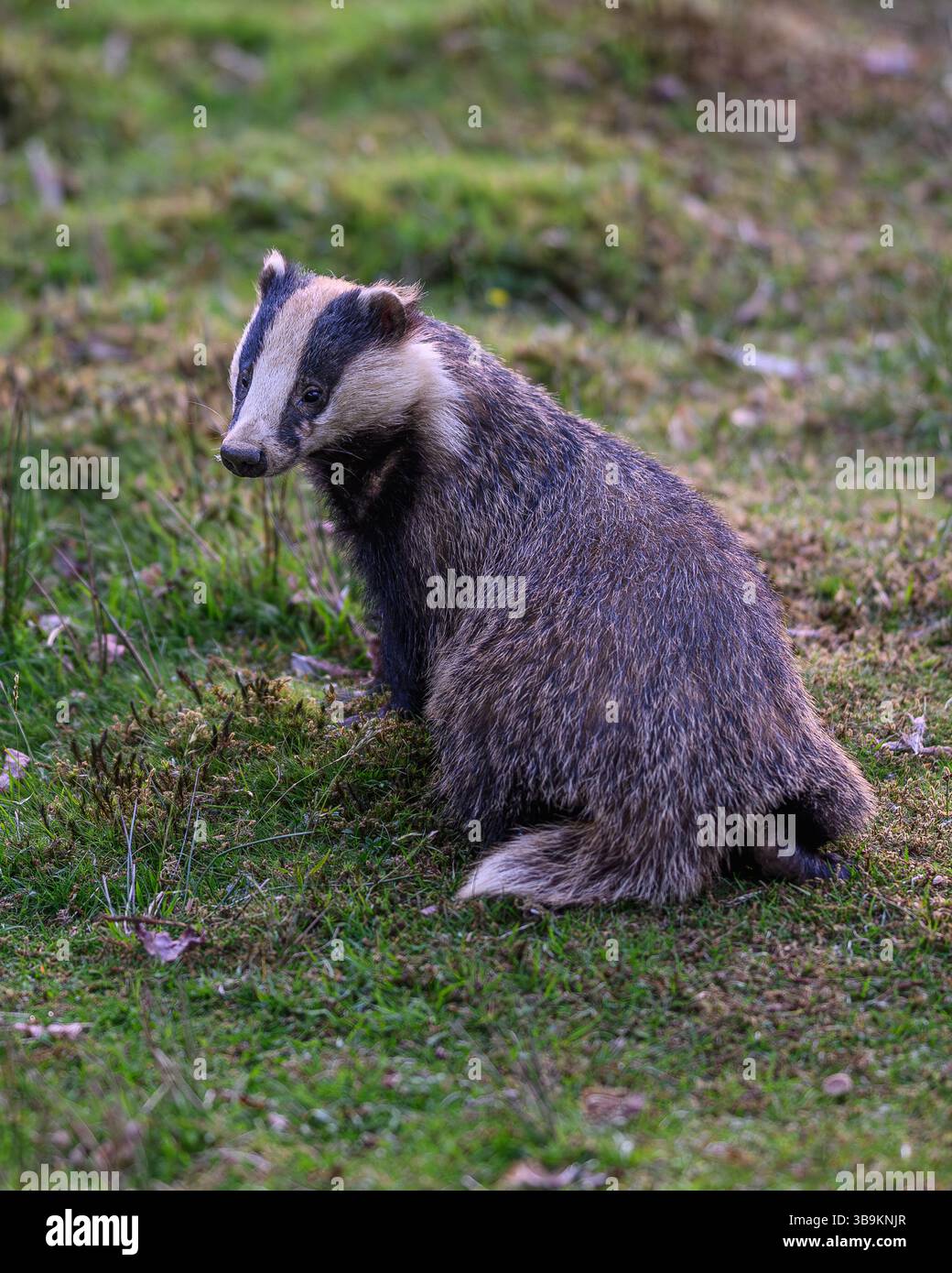 Badger feeding in the daylight Stock Photo - Alamy