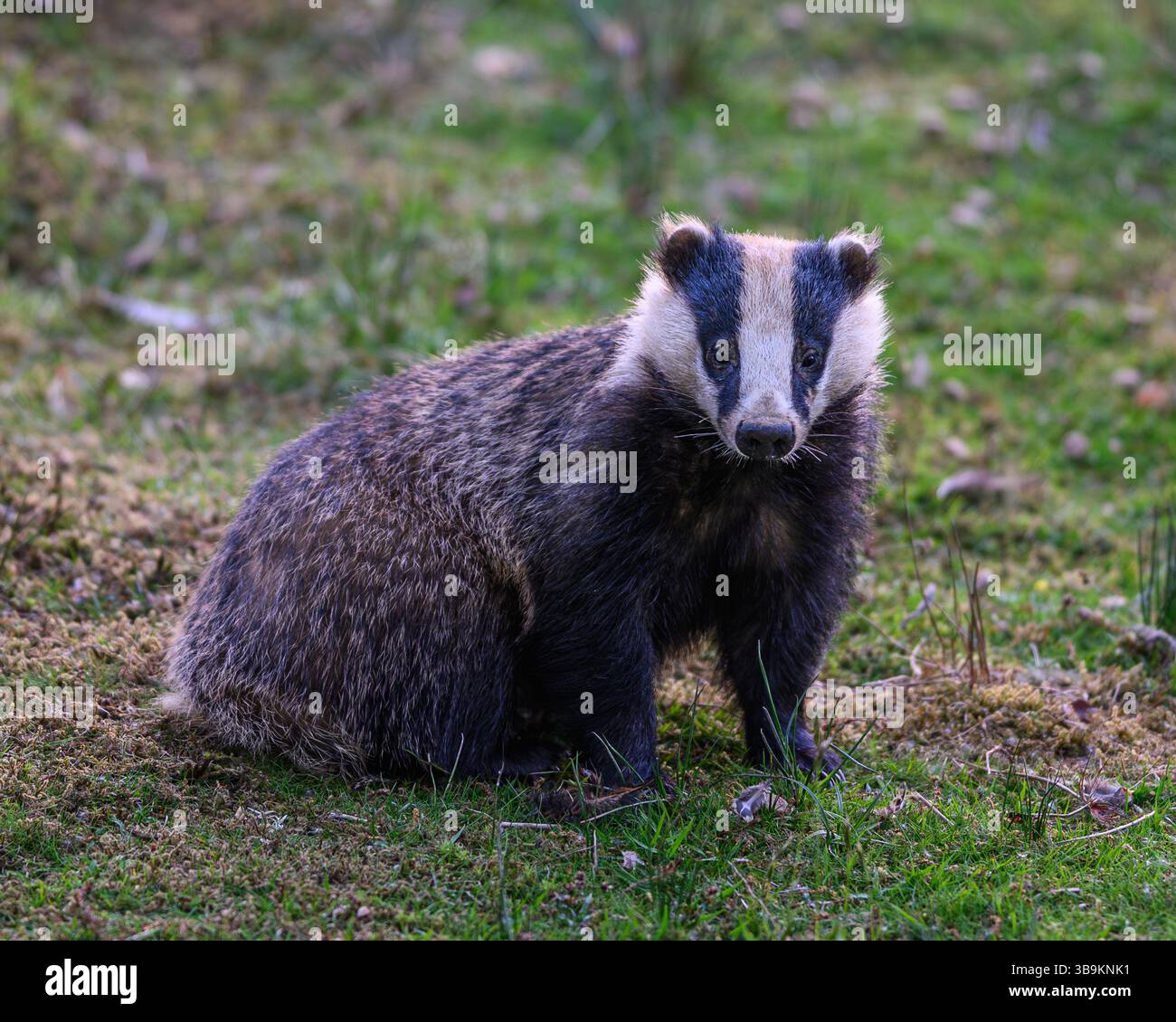 Wild badger meles in hi-res stock photography and images - Alamy
