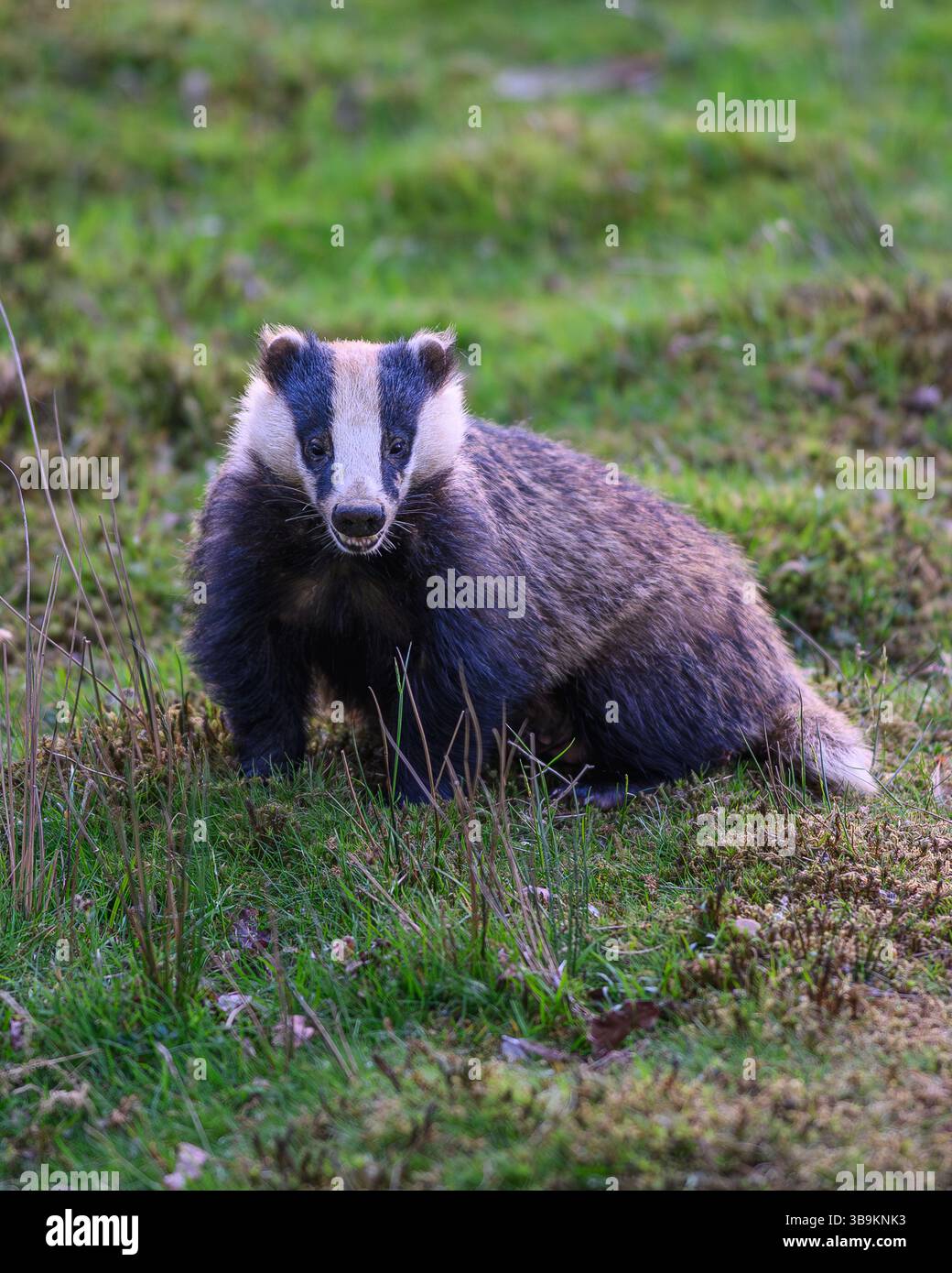 Badger feeding in the daylight Stock Photo - Alamy