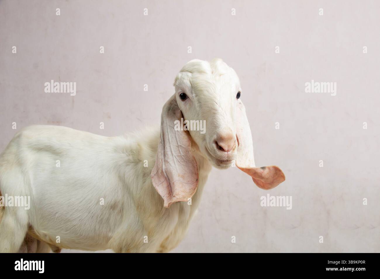 White Goat side view body part in white studio isolated Stock Photo - Alamy