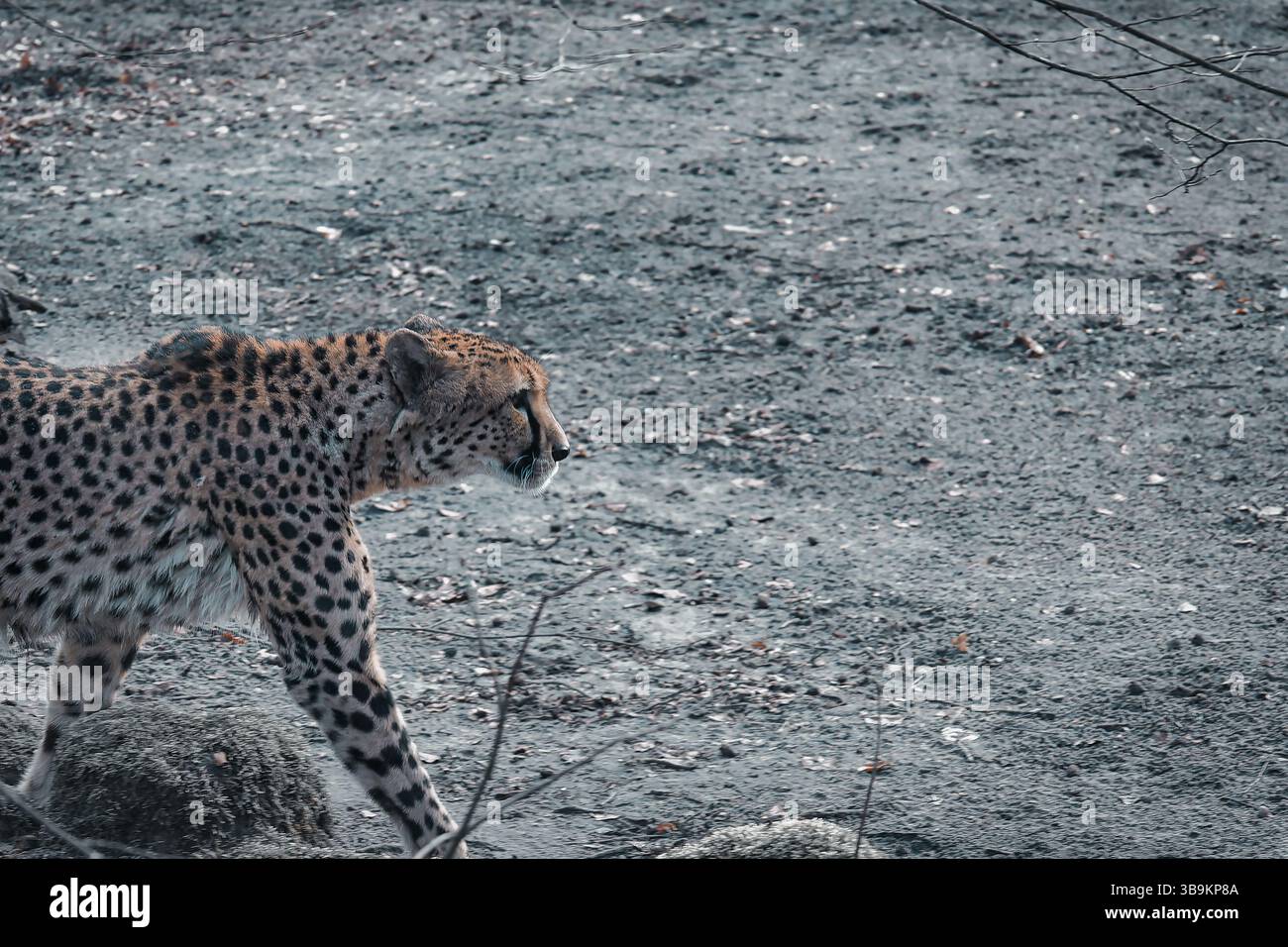 Big cat observation hi-res stock photography and images - Alamy