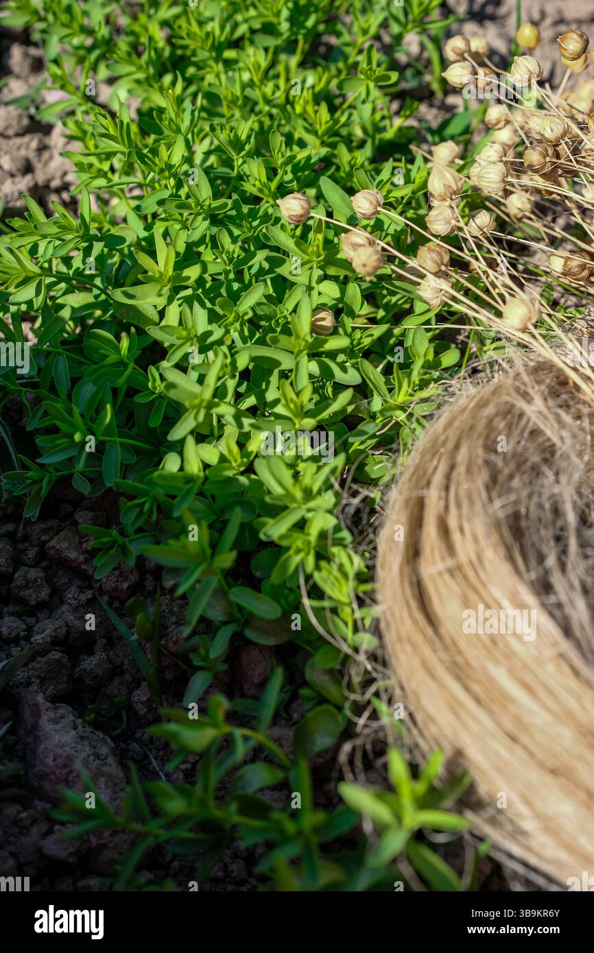 Flax growing. Young green flax plants in the field. Dry flax seed pods ...