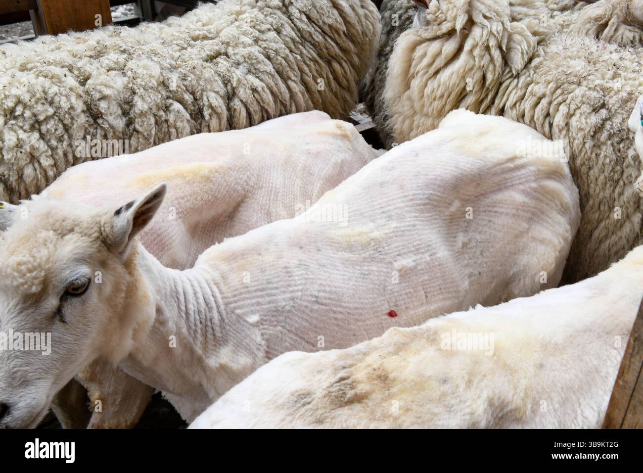 Unshorn hair hi-res stock photography and images - Alamy