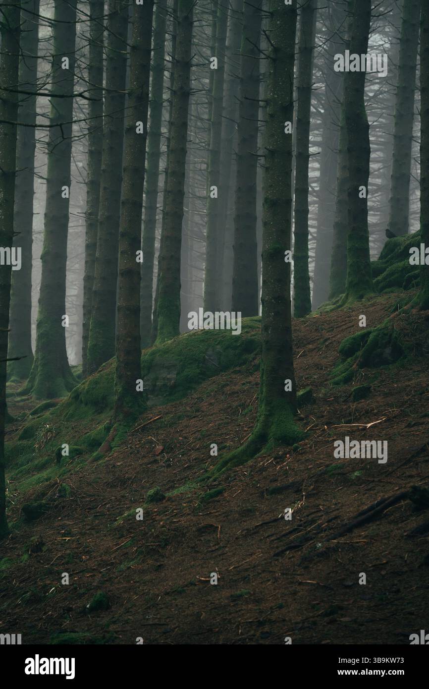 Atmospheric forest scenes captured on Mount Floyen in Bergen Stock ...