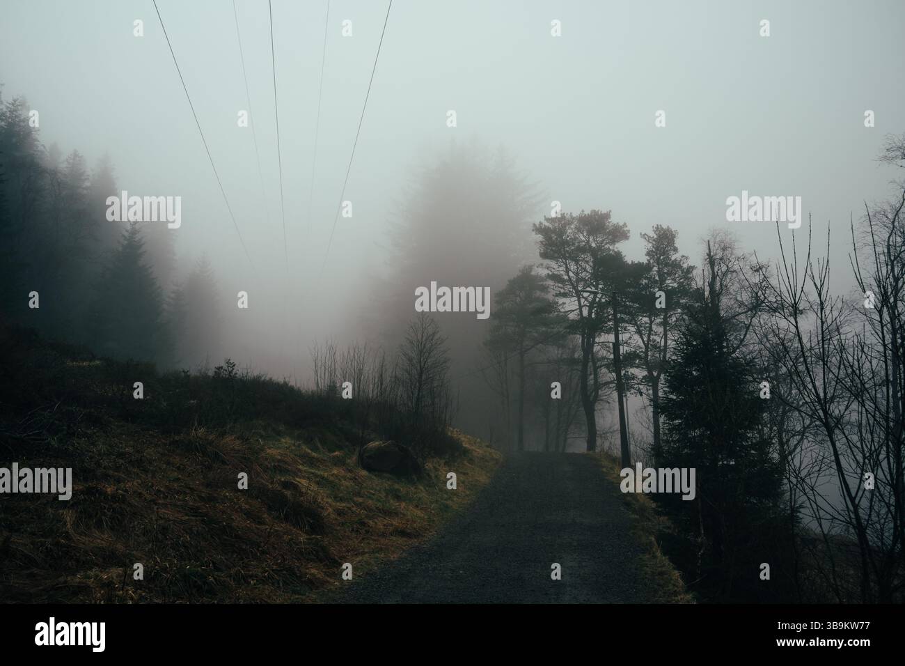 Atmospheric forest scenes captured on Mount Floyen in Bergen Stock ...