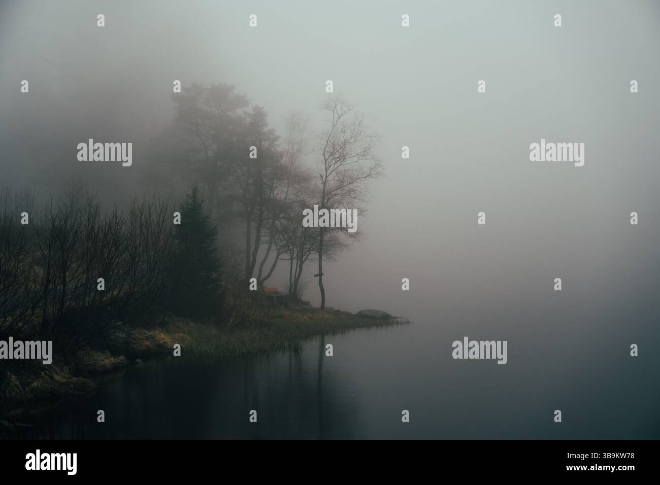 Atmospheric forest scenes captured on Mount Floyen in Bergen Stock ...