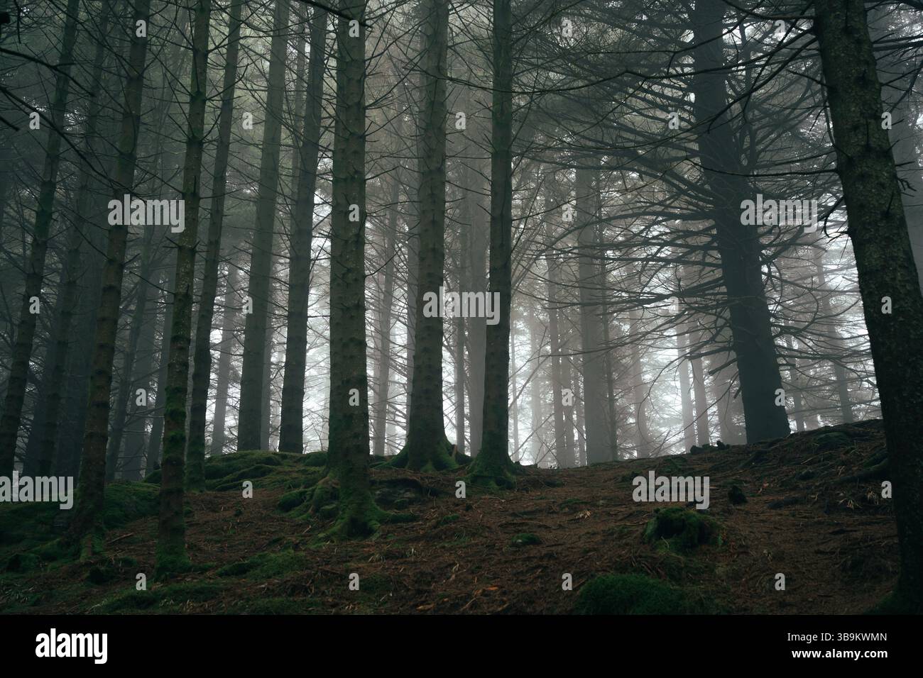 Atmospheric forest scenes captured on Mount Floyen in Bergen Stock ...