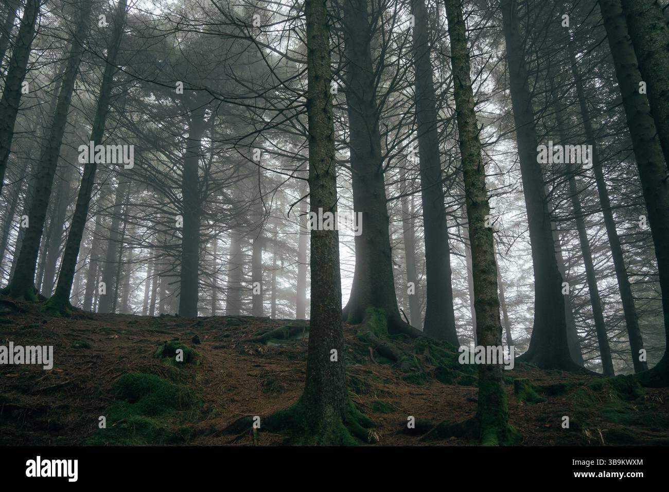 Atmospheric forest scenes captured on Mount Floyen in Bergen Stock ...