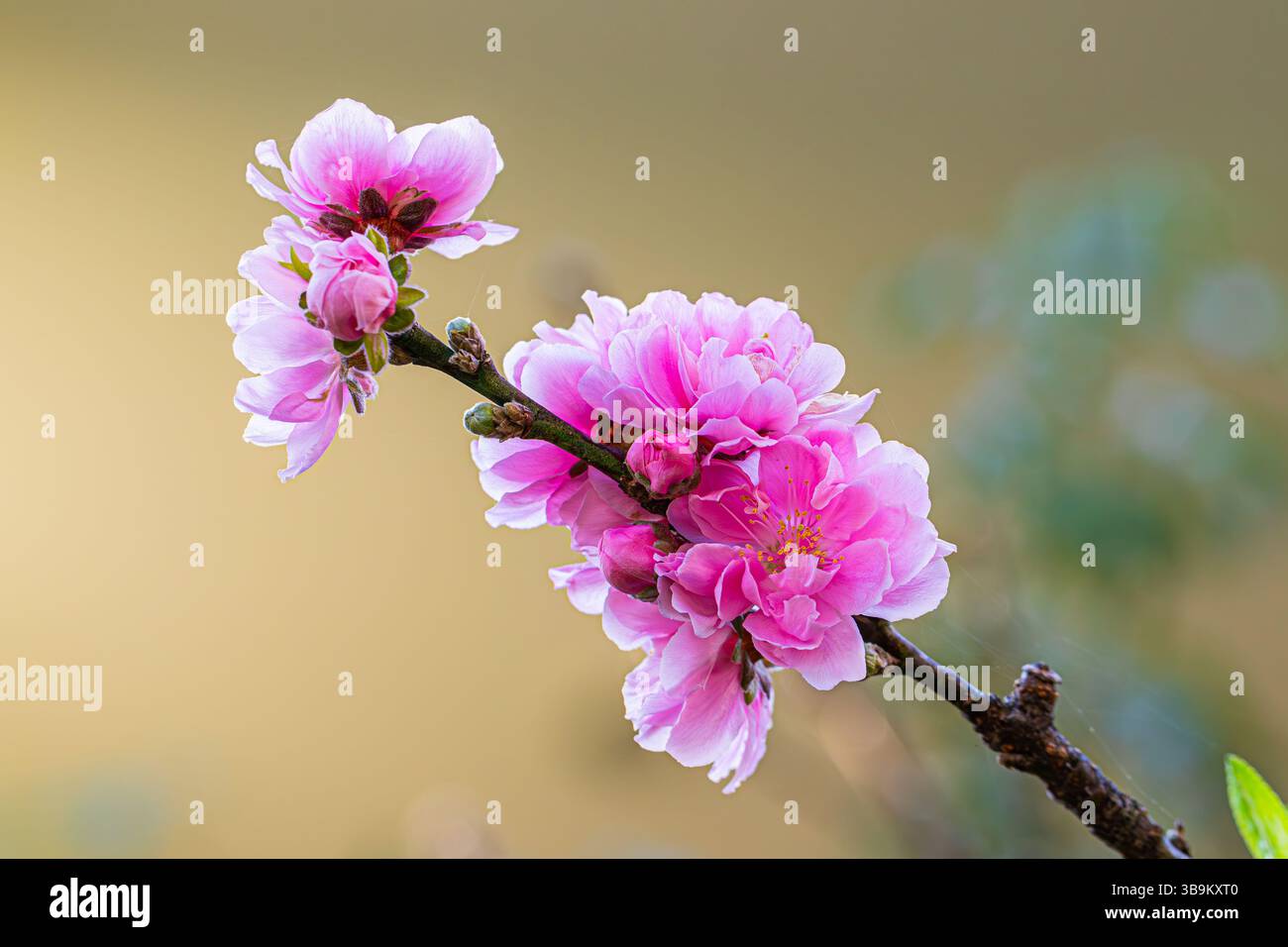 Closeup pink plum tree flower (Prunus mume) plum blossom Stock Photo ...