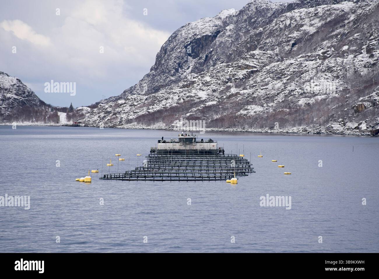 Farm salmon fishing in Norway. Norway is the biggest producer of farmed ...