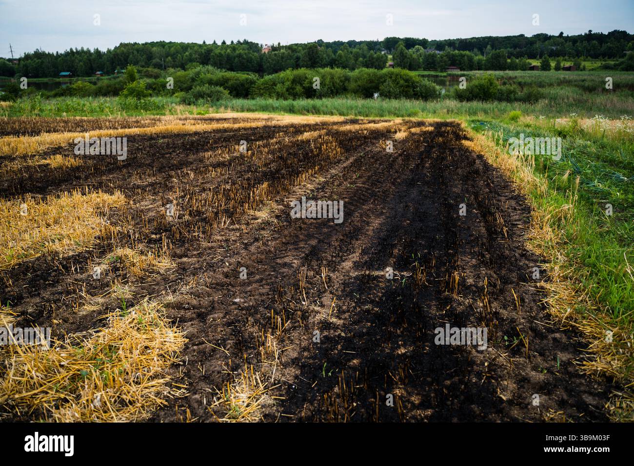 Agricultural field partly burned with visible rows of charred stubble ...