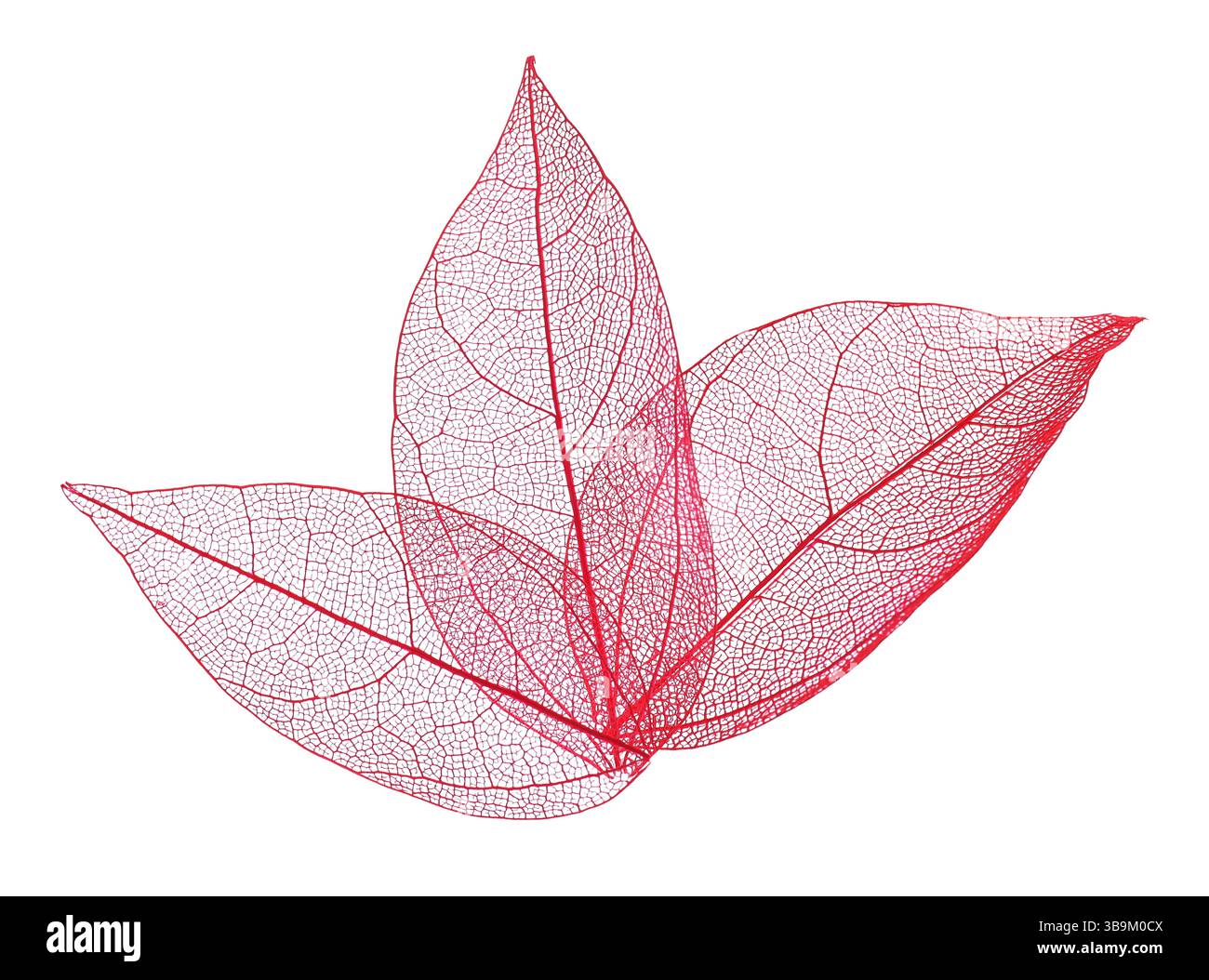 Beautiful skeletonized leaves isolated on white, top view Stock Photo ...