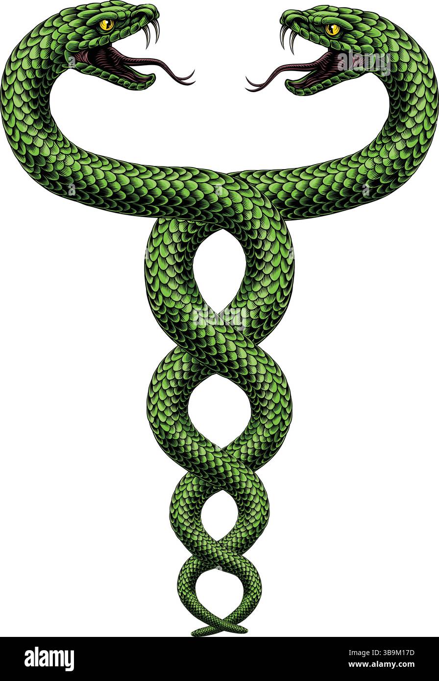 Snakes Coiled Twin Serpents Vintage Illustration Stock Vector Image ...