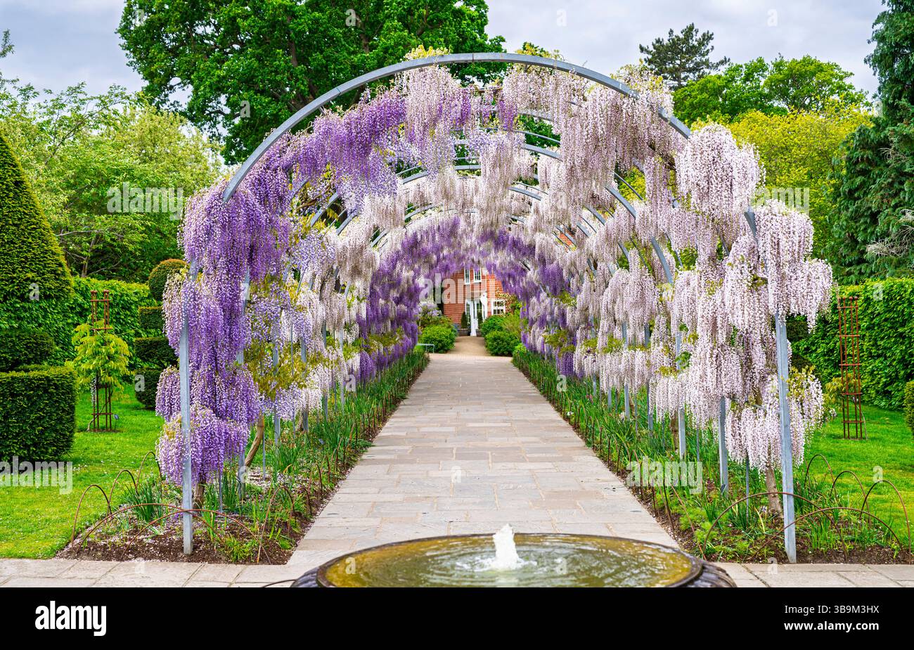 Light purple wisteria Kokuryu flowering in full bloom in spring in ...