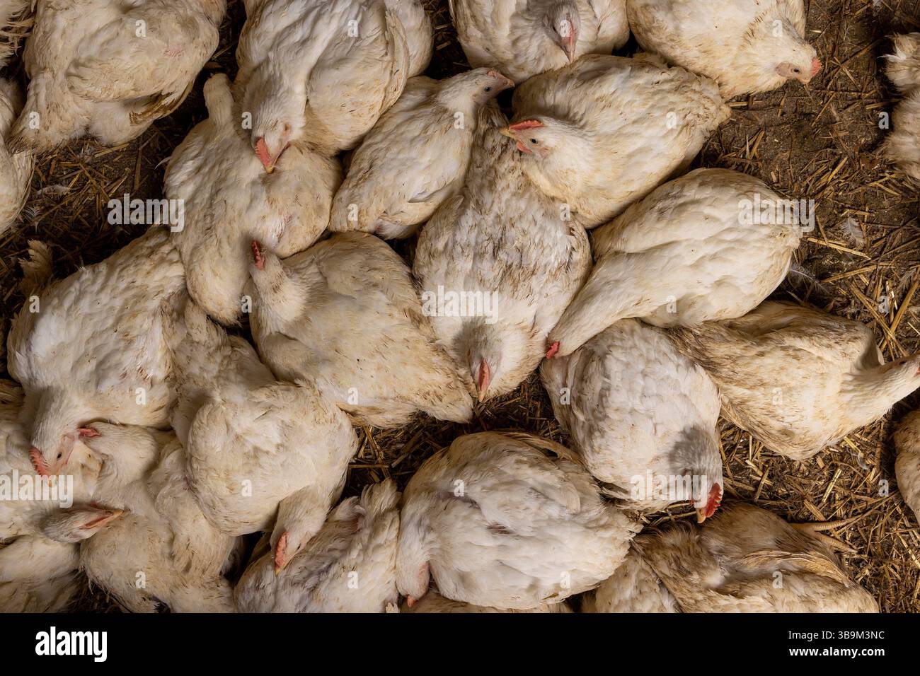 adult fat chickens in a poultry farm without cages, a large number of ...