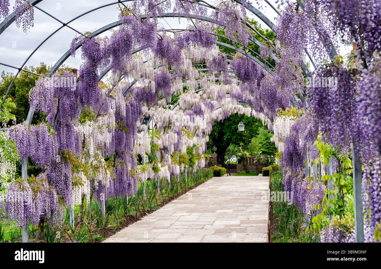 The Wisteria Walk arch in RHS Garden Wisley, Surrey, south-east England ...