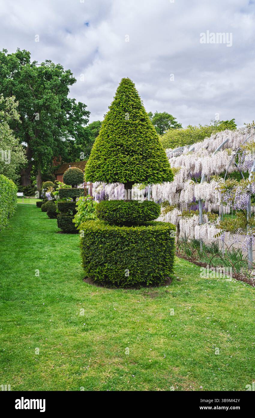 The Wisteria Walk arch and topiary, RHS Garden Wisley, Surrey, south-east England with light ...