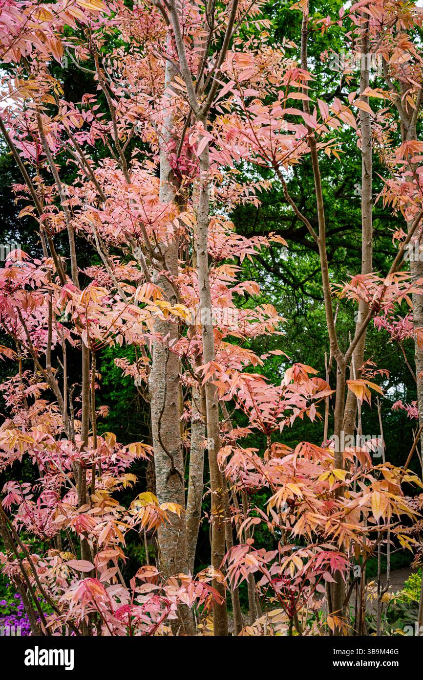 Toona sinensis 'Flamingo' tree (Chinese mahogany) salmon pink foliage ...