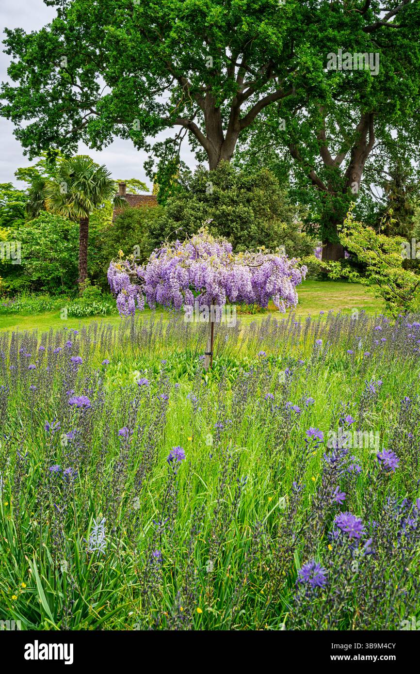 Standard wisteria in bloom hi-res stock photography and images - Alamy