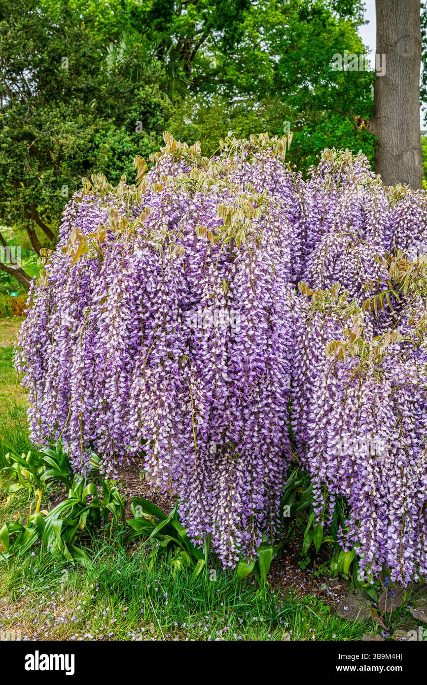 Large panicles of light purple Wisteria floribunda Kokuryu grown as a ...