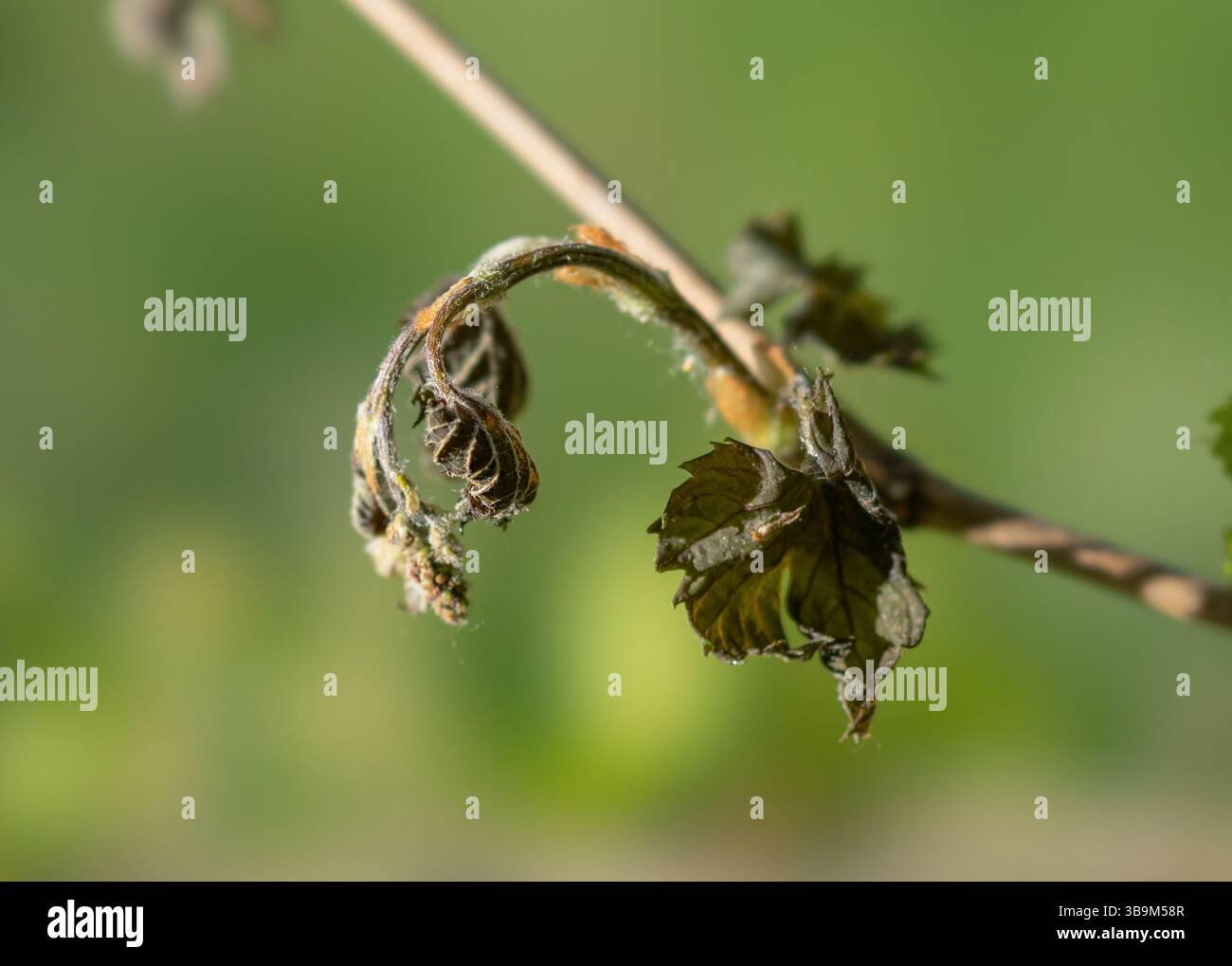 A withered young vine shoot, affected by spring frosts Stock Photo - Alamy