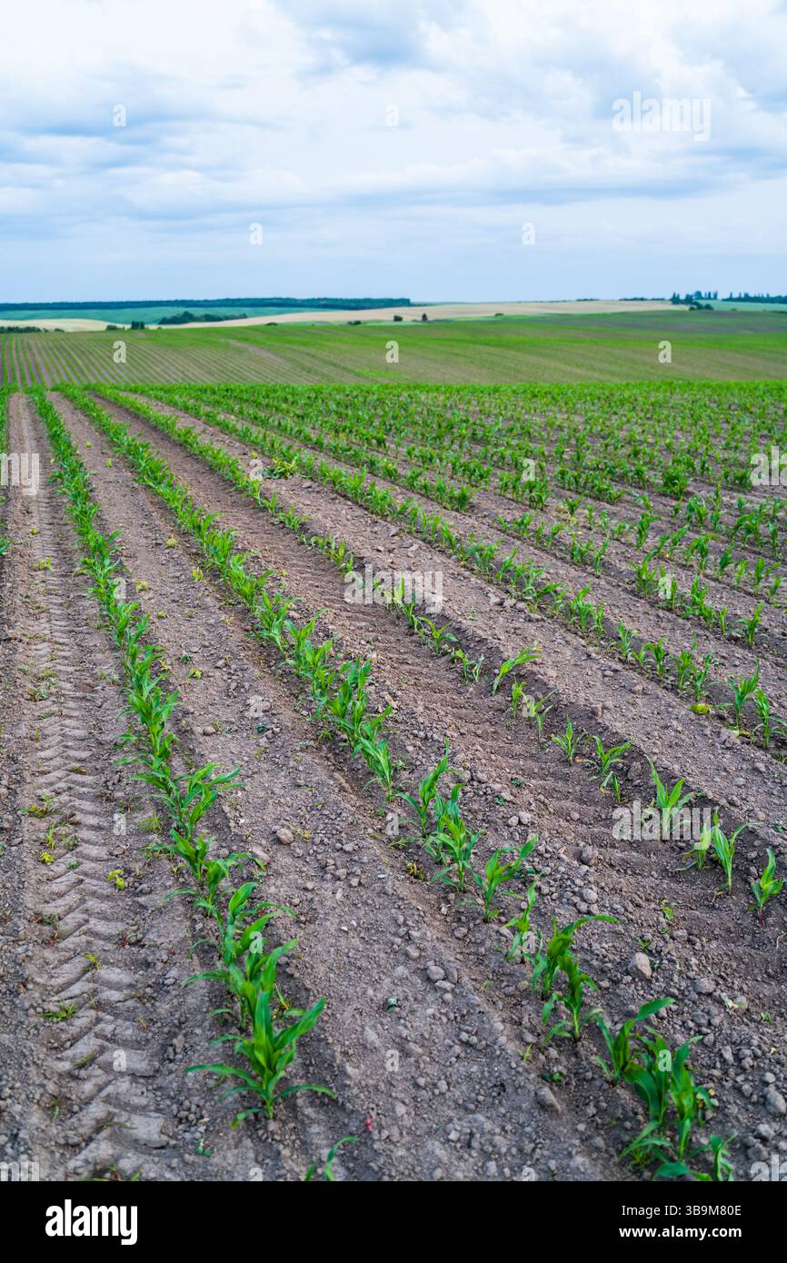 Scenic image of early-stage corn rows spreading across rolling farmland ...