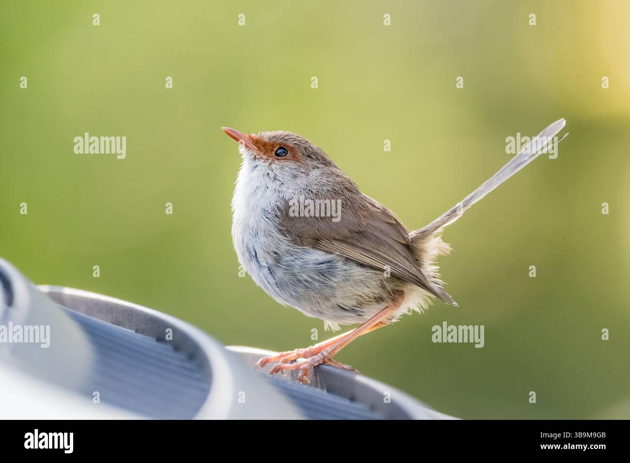 female superb fairywren, Malurus cyaneus, on the hood of a car, Bimbi ...