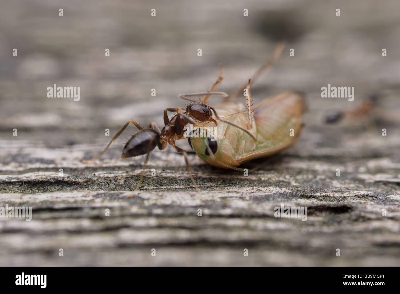 Caribbean crazy ant eat stink bug on the rotten wood Stock Photo - Alamy
