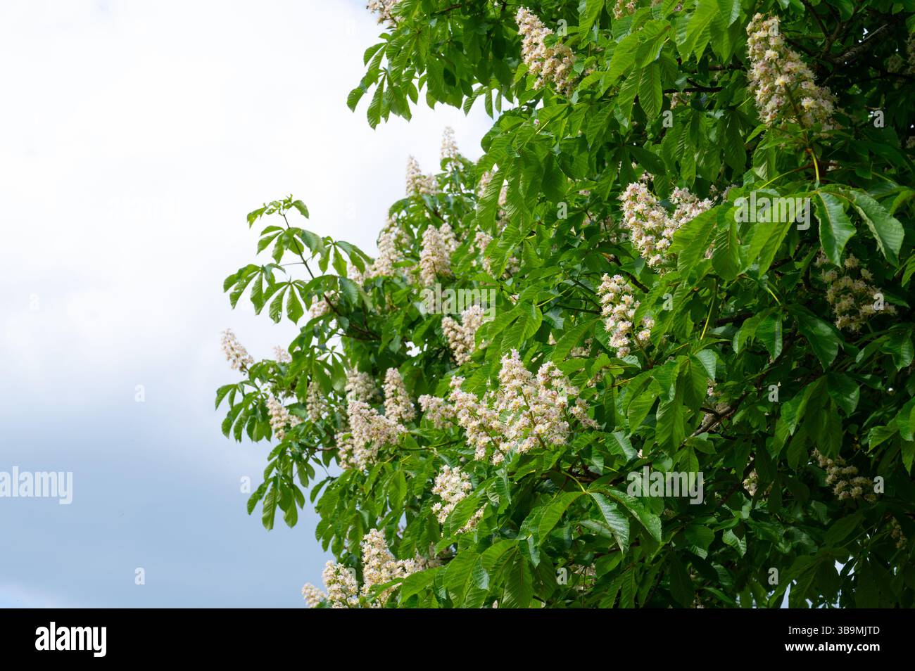 Panicles of horse chestnut tree in bloom, Castanea flowers in spring ...