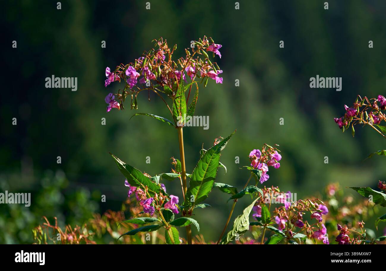 Field balsam hi-res stock photography and images - Alamy