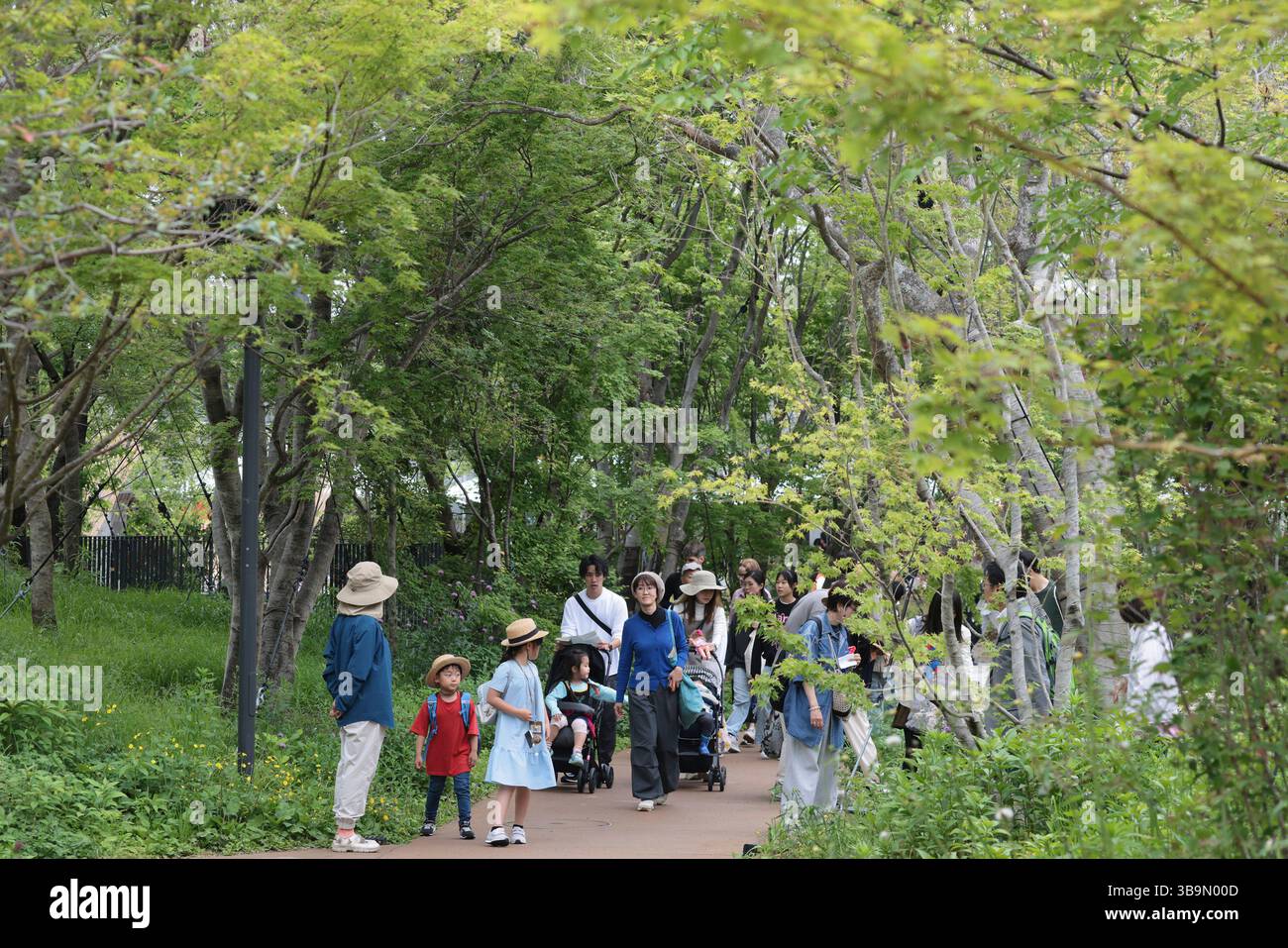 The photo shows the vibrant greenery of the "Forest of Silence" at the ...