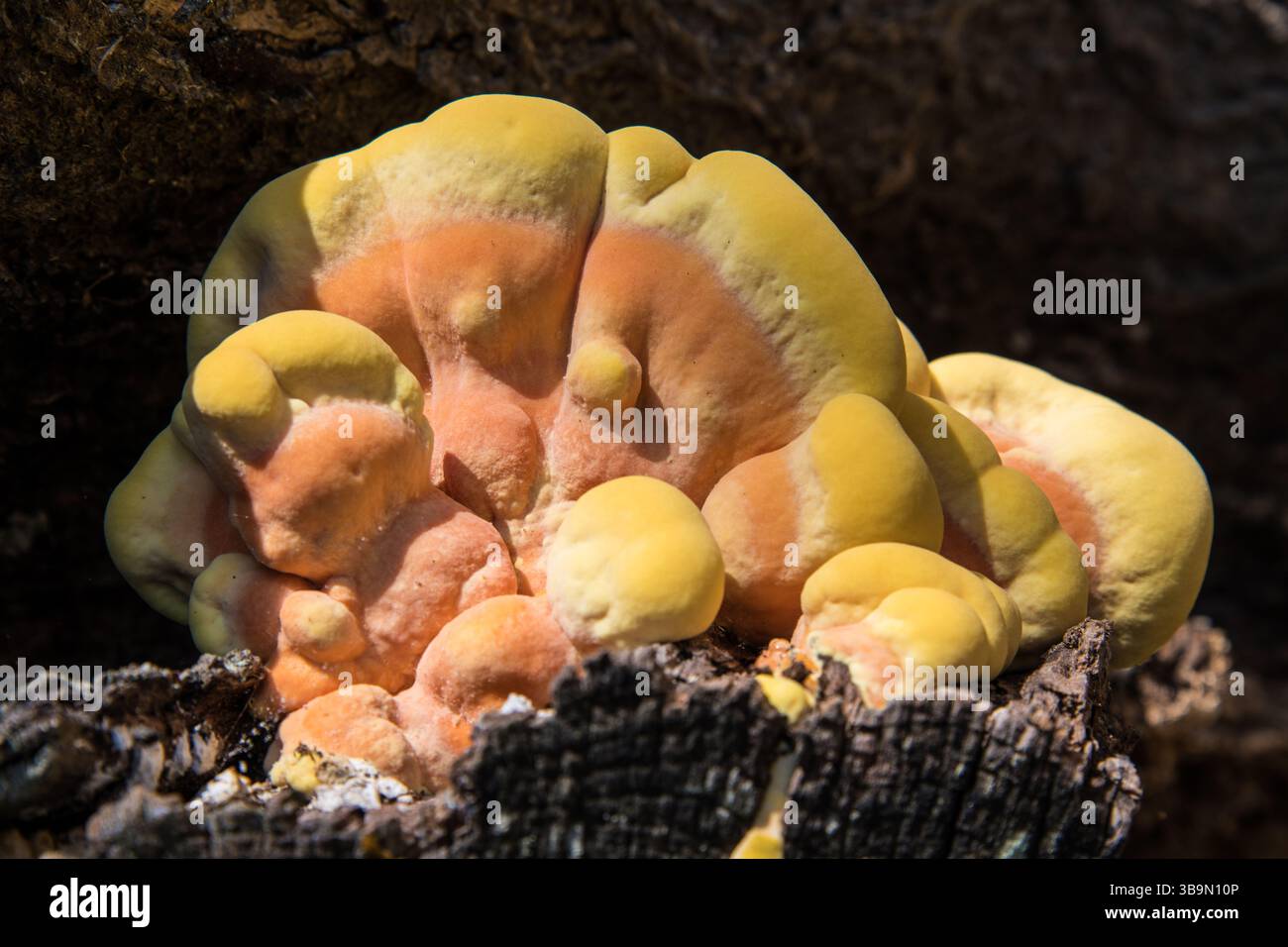 Bright orange fungus on tree hi-res stock photography and images - Alamy
