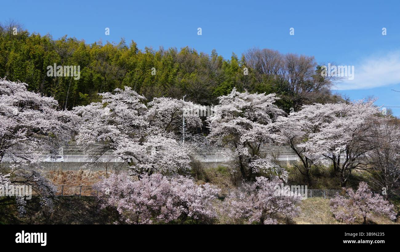 Japan sakura spring hi-res stock photography and images - Alamy