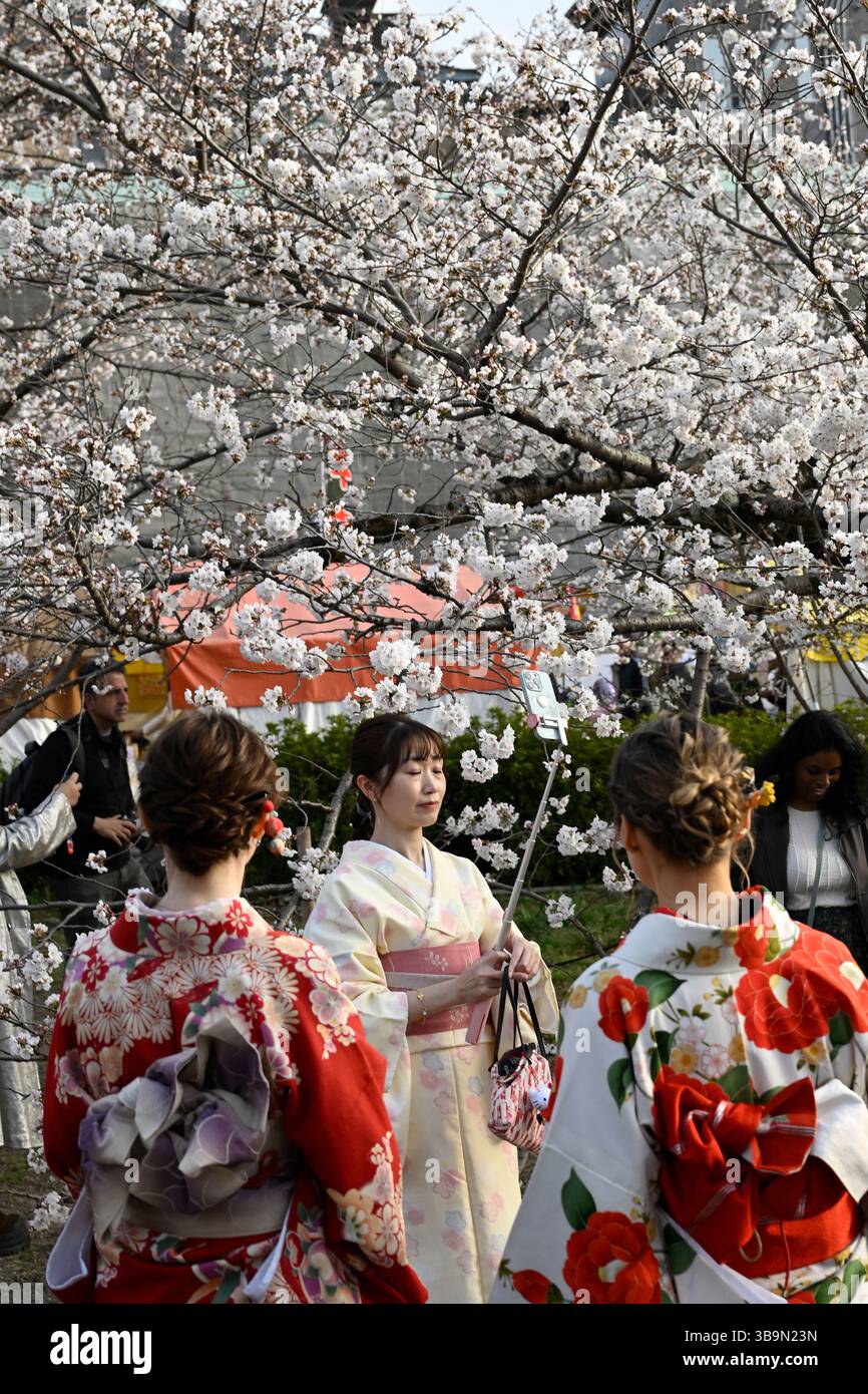 Young women in traditional japanese dresses during sakura cherry ...