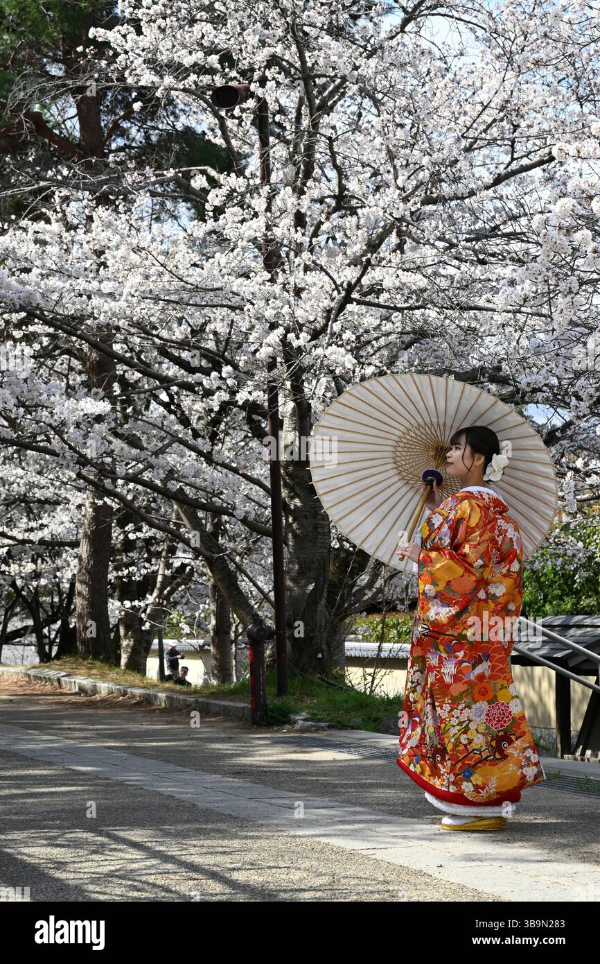 Japanese woman with kimono and japanese parasol under cherry blossoms,Kyoto,Japan Stock Photo ...