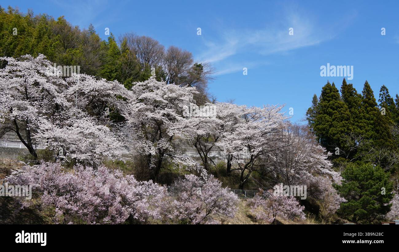 Japanese sakura in nature hi-res stock photography and images - Alamy
