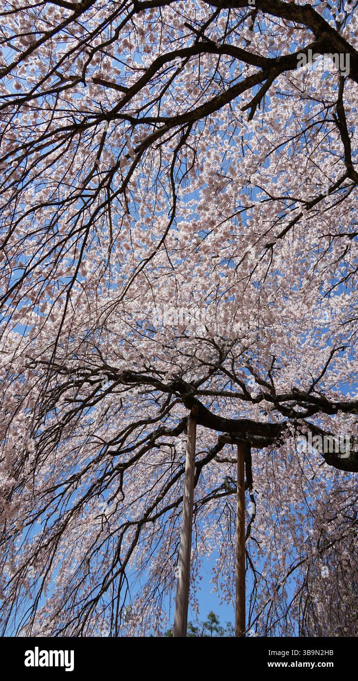 Japanese Pink Sakura in Spring Stock Photo - Alamy