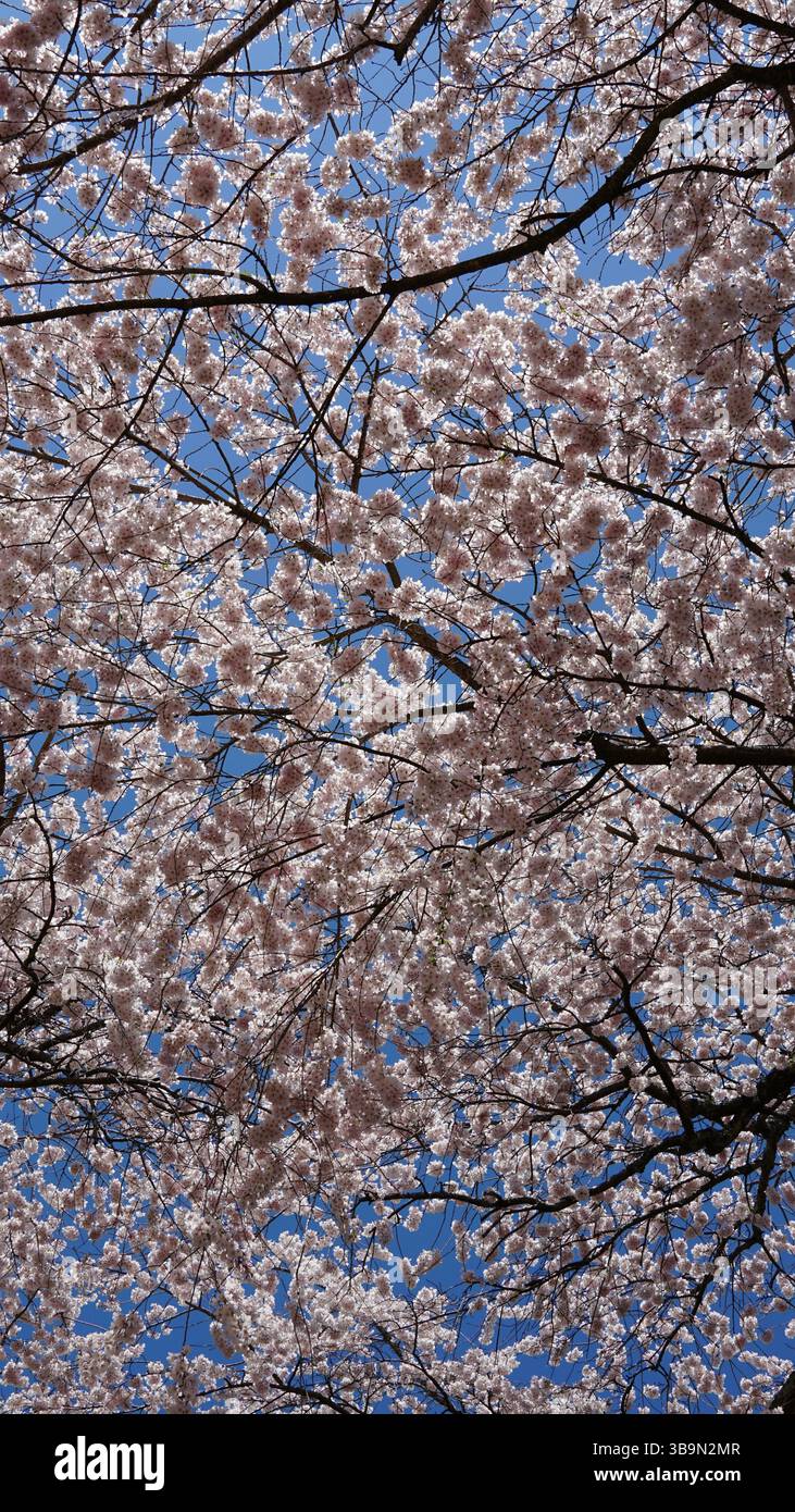 Japanese Pink Sakura in Spring Stock Photo - Alamy