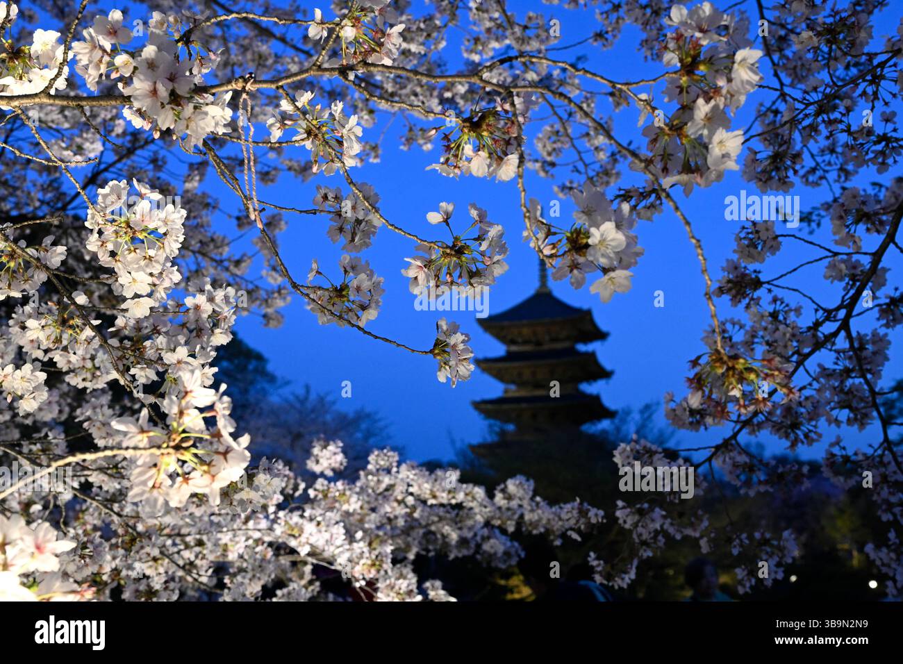 Toji Pagoda with cherry blossom light up in night, spring season at ...