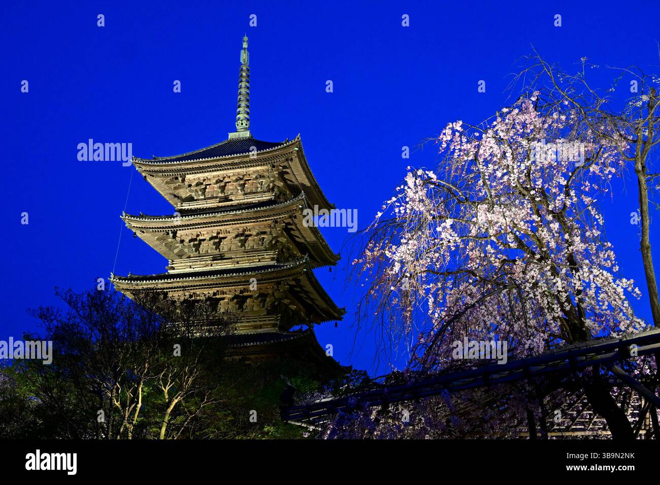 Toji Pagoda with cherry blossom light up in night, spring season at ...