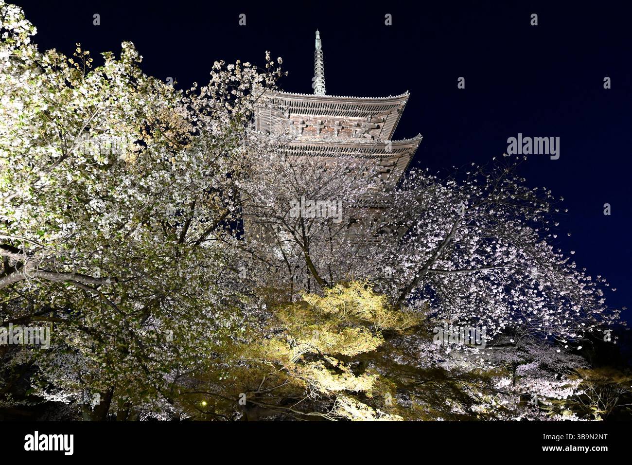 Toji Pagoda with cherry blossom light up in night, spring season at ...