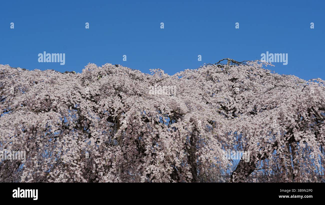 Japanese Pink Sakura in Spring Stock Photo - Alamy