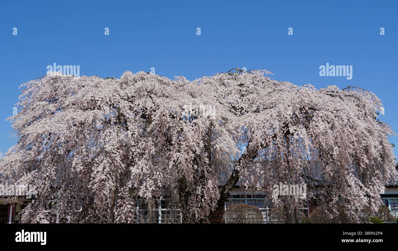 Japanese Pink Sakura in Spring Stock Photo - Alamy