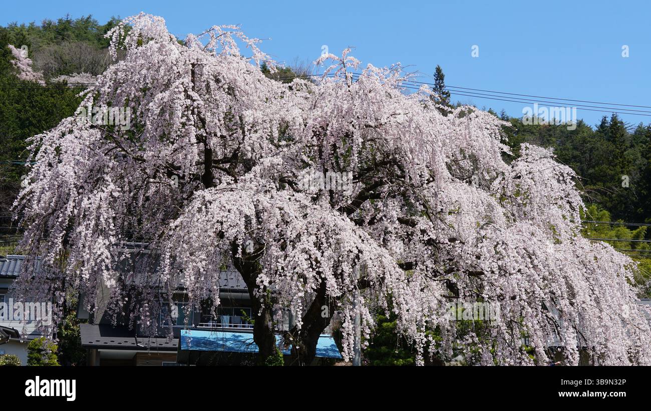 Japanese Pink Sakura in Spring Stock Photo - Alamy