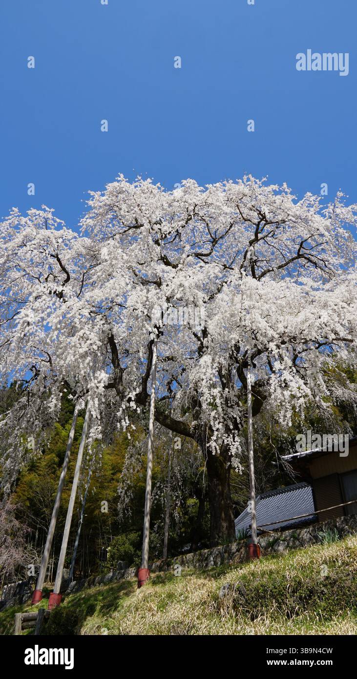 Japanese sakura season in spring Stock Photo - Alamy