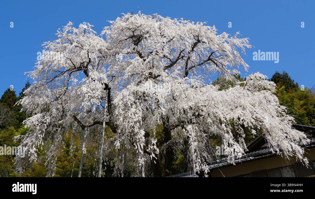 Japanese sakura season in spring Stock Photo - Alamy