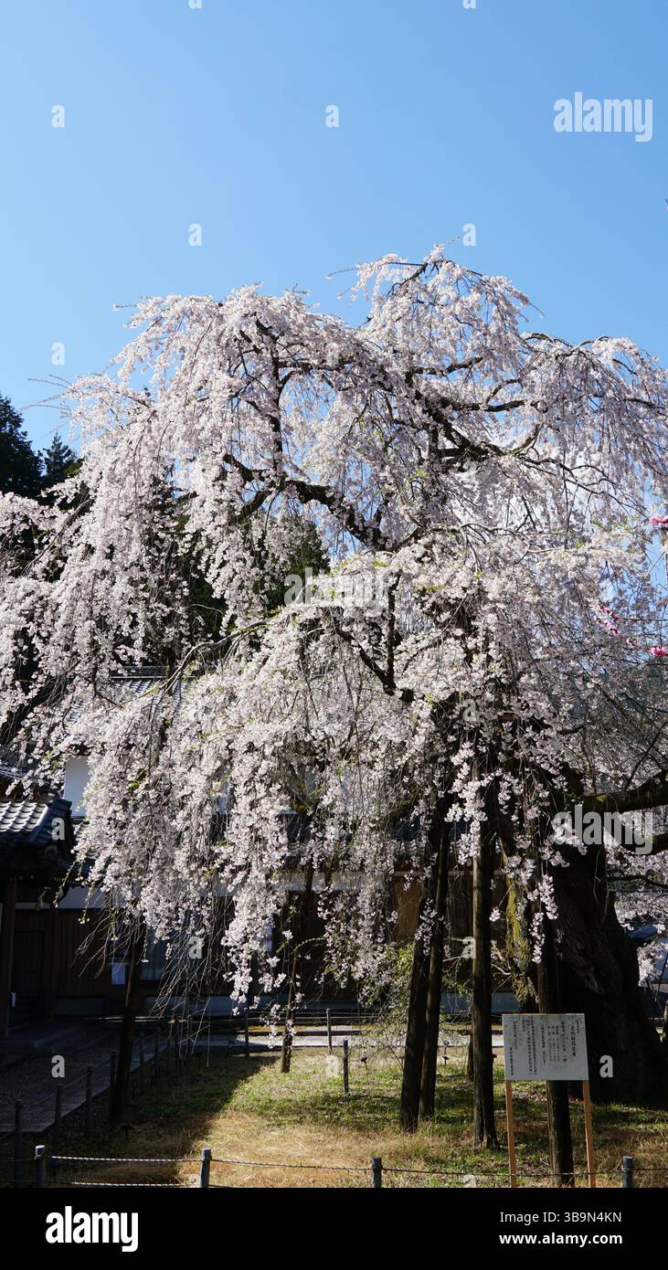 Japanese sakura season in spring Stock Photo - Alamy