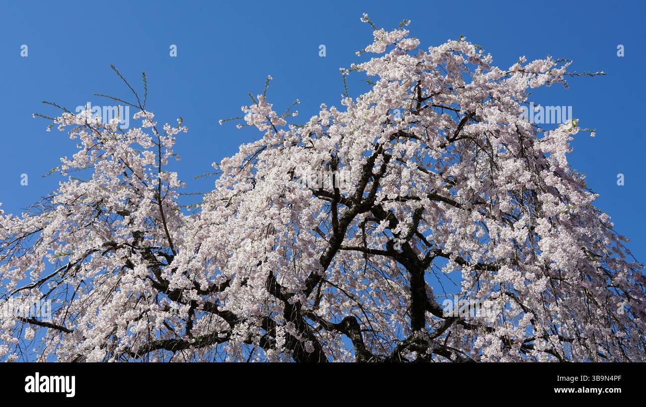 Japanese sakura season in spring Stock Photo - Alamy
