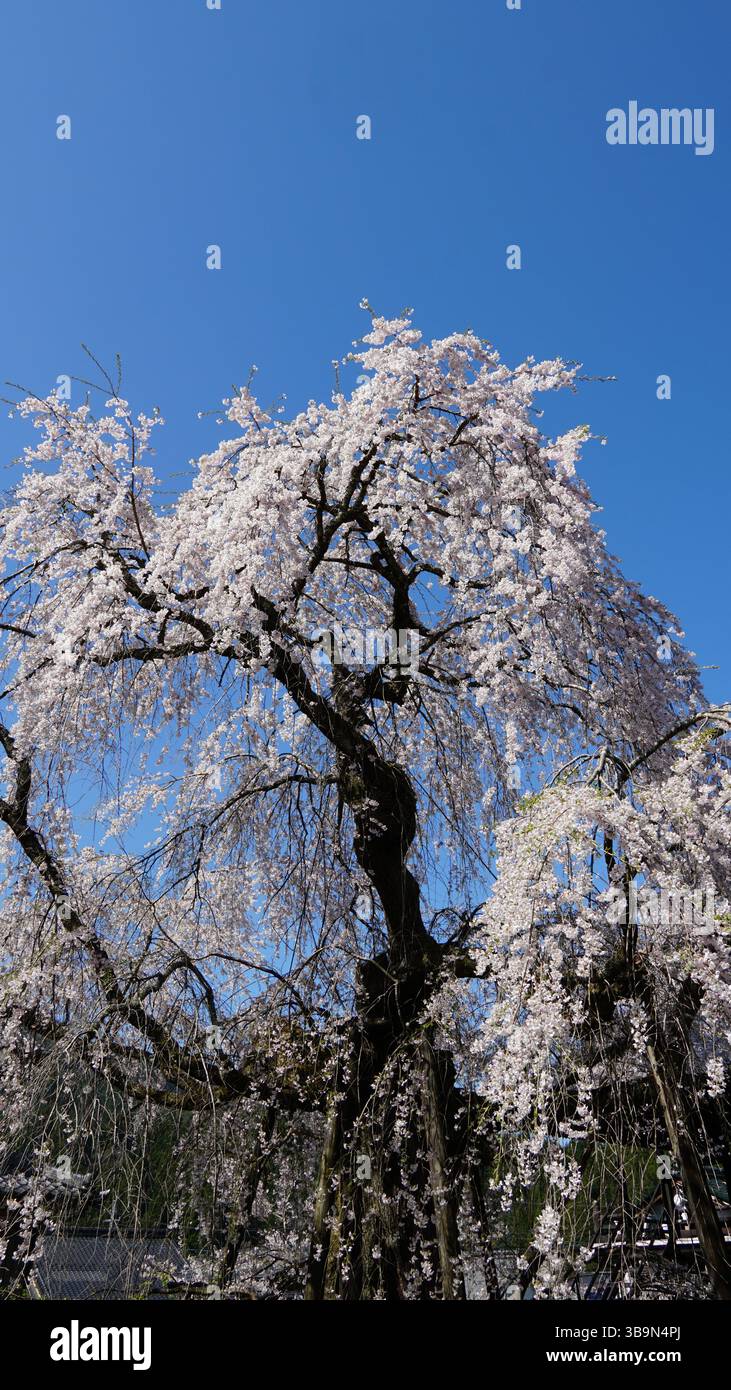 Sakura tree japan landscape hi-res stock photography and images - Alamy